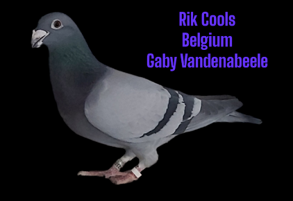 Stock Birds | Northern Gold Coast | Hudson Lofts